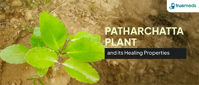 Patharchatta Plant Benefits: Natural Health & Wellness Guide